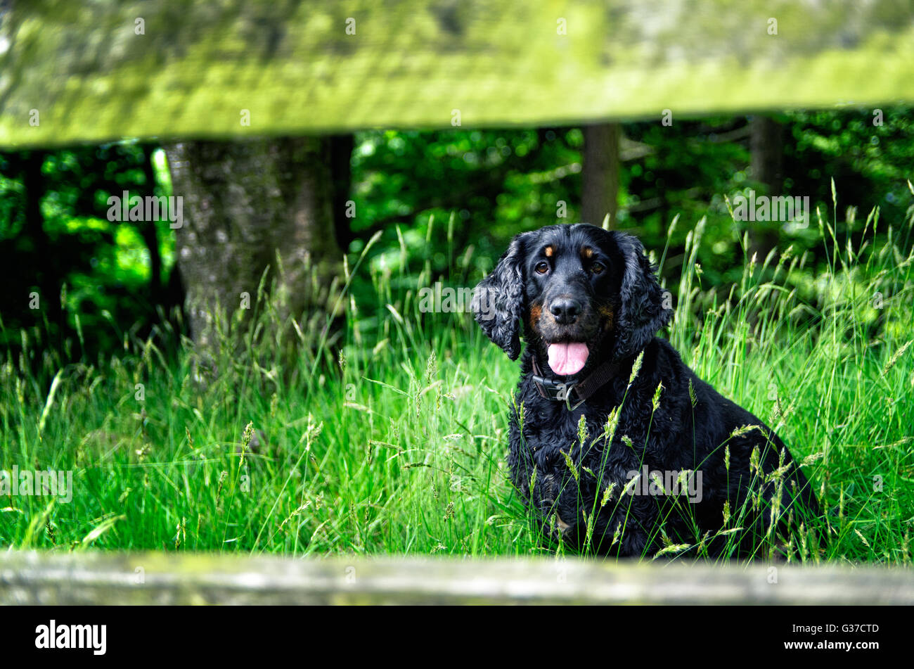 Dog outdoors in countryside Stock Photo - Alamy