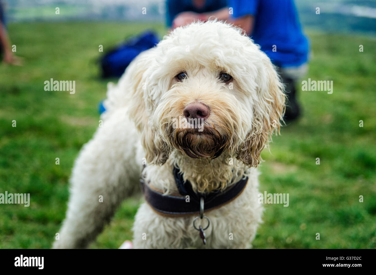 Dog outdoors in countryside, White Cockapoo Stock Photo - Alamy