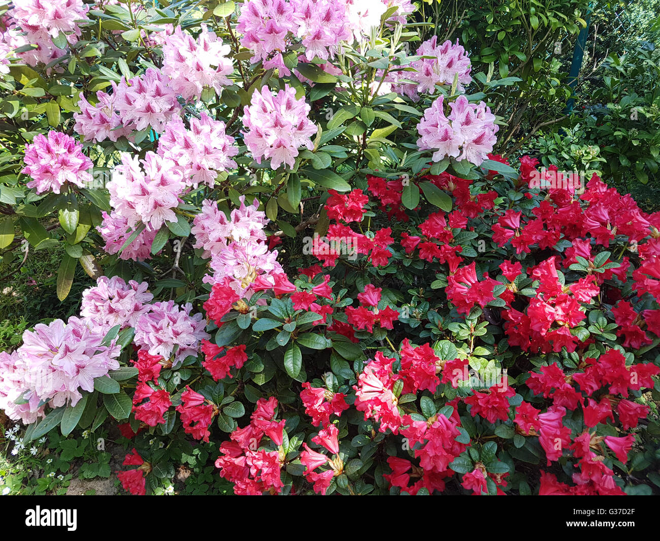 Rhododendron Strauch High Resolution Stock Photography and Images - Alamy