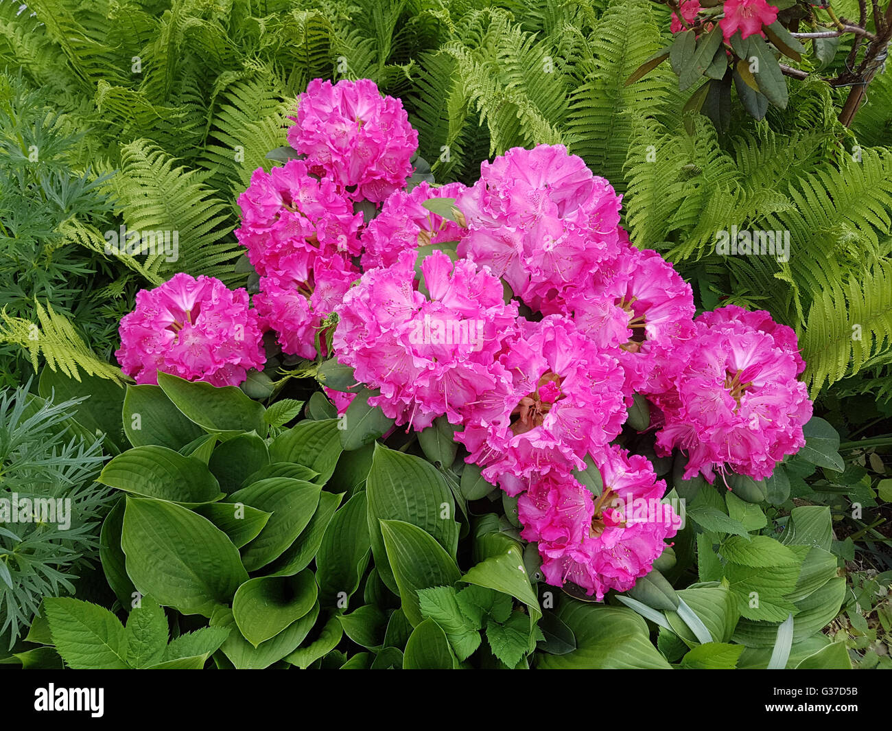 Rosenbaum hi-res stock photography and images - Alamy