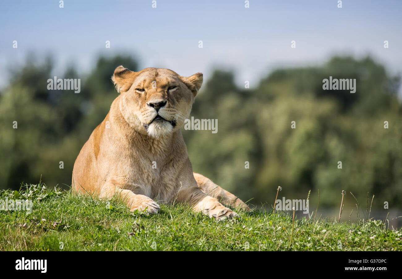 Lioness sitting hi-res stock photography and images - Alamy