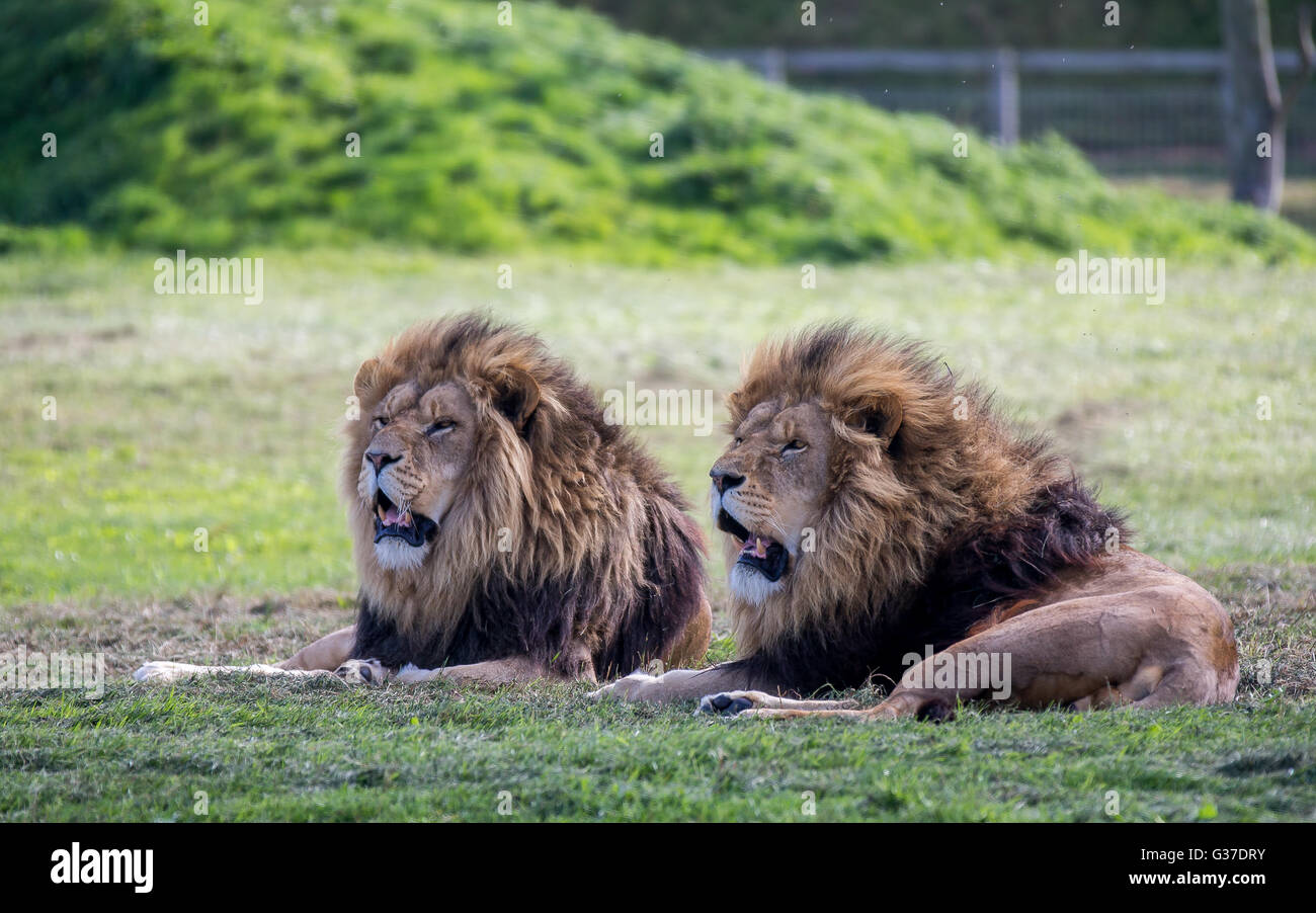 Male Lions Together High Resolution Stock Photography and Images - Alamy