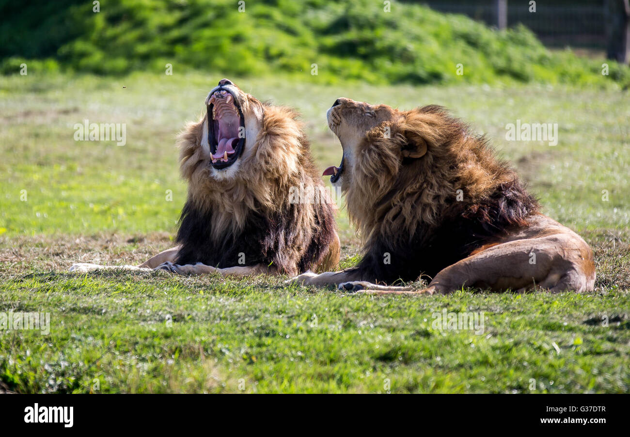 Pair Of Male Lions Roaring Together On Grass Plain Stock Photo - Alamy