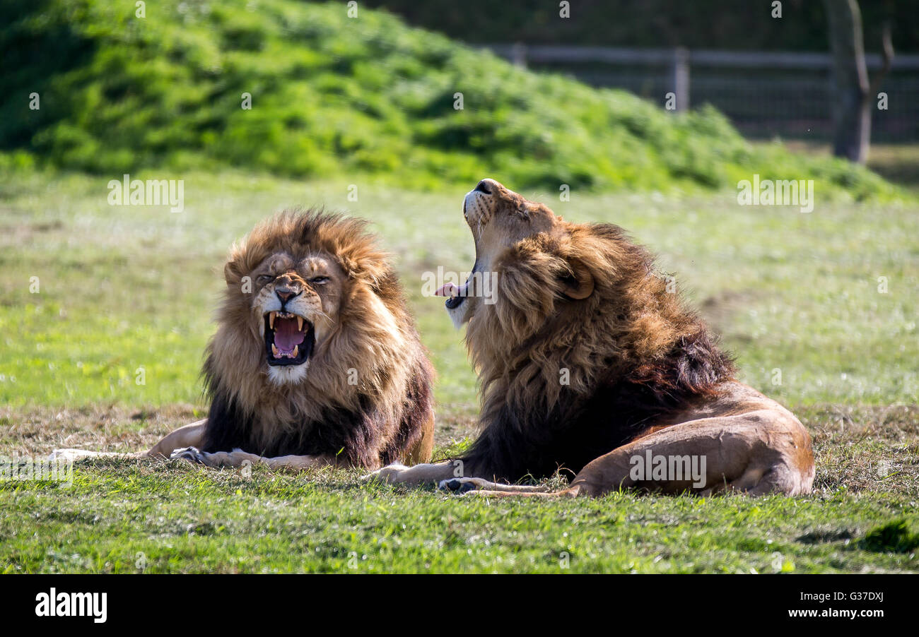 Pair Of Male Lions Roaring Together On Grass Plain Stock Photo - Alamy