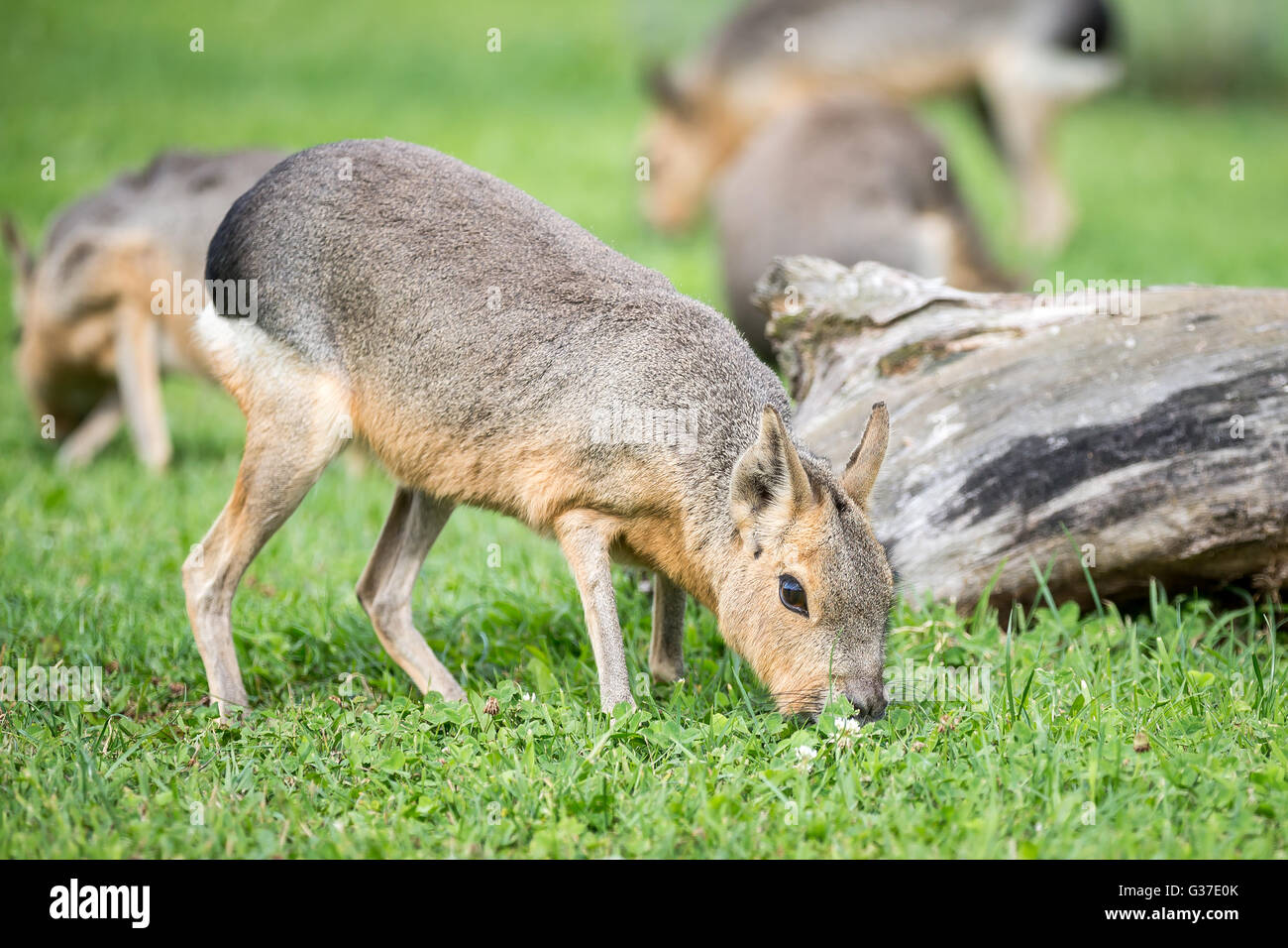 A Patagonian Cavy (Mara) pictured on pasture Stock Photo - Alamy