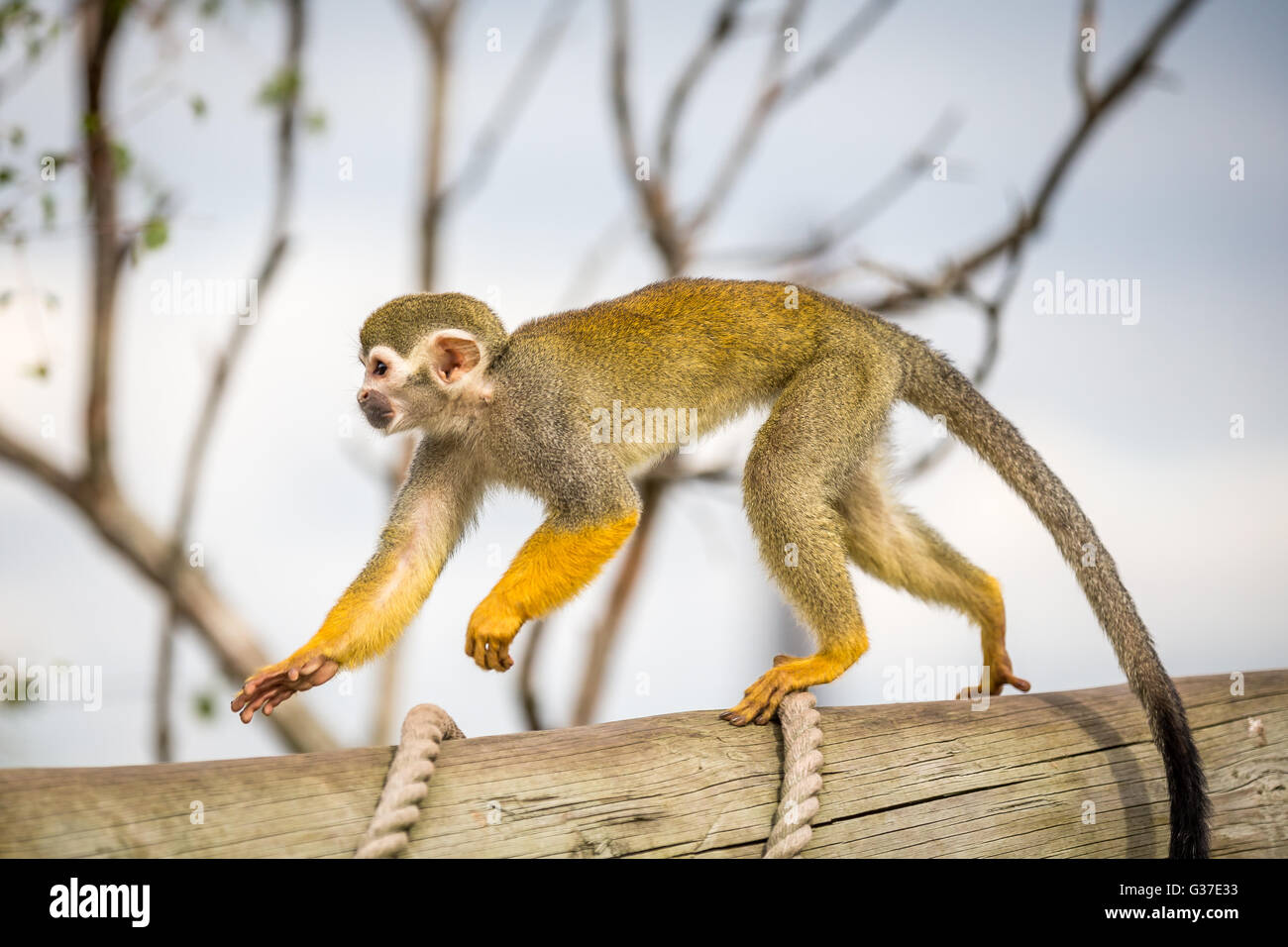 Monkey swing hi-res stock photography and images - Alamy