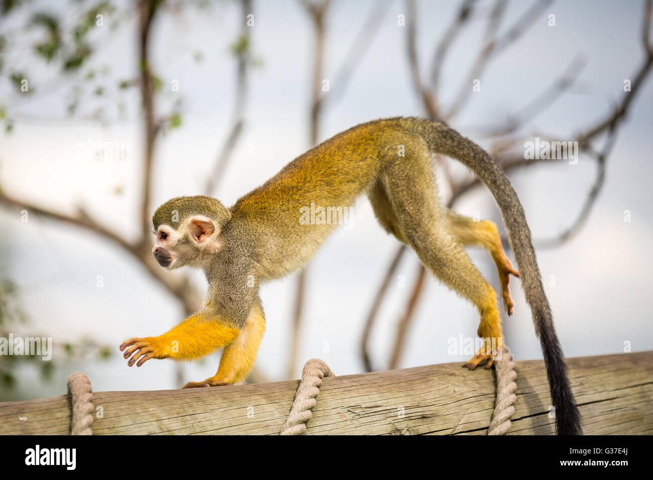 Monkey tail swing hi-res stock photography and images - Alamy