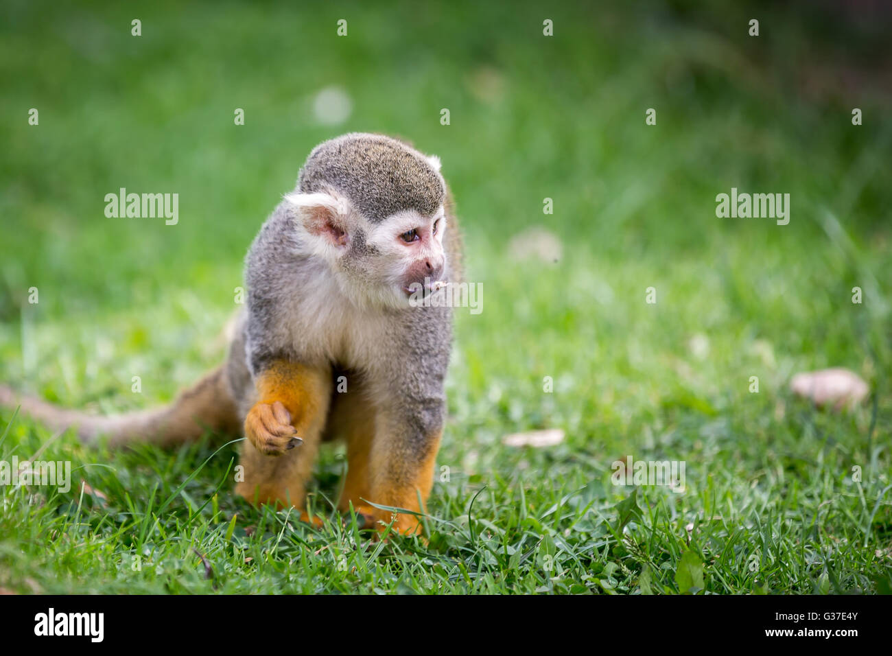 Monkey swing hi-res stock photography and images - Alamy