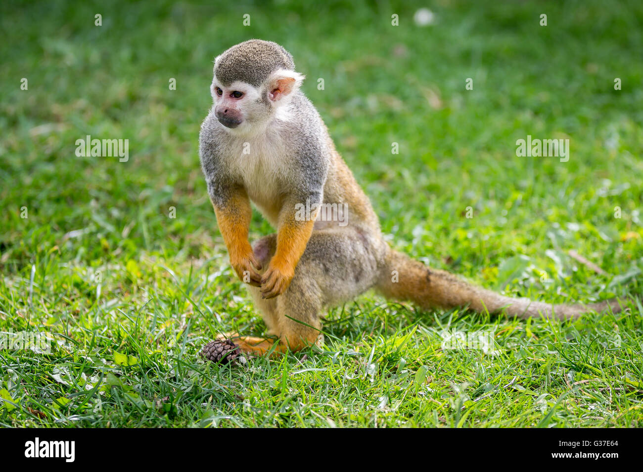 Monkey swing hi-res stock photography and images - Alamy