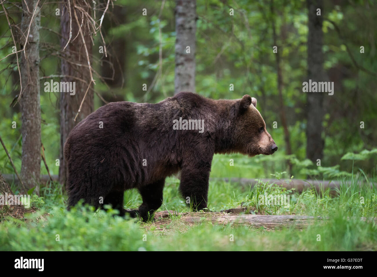 Mammals of estonia hi-res stock photography and images - Alamy