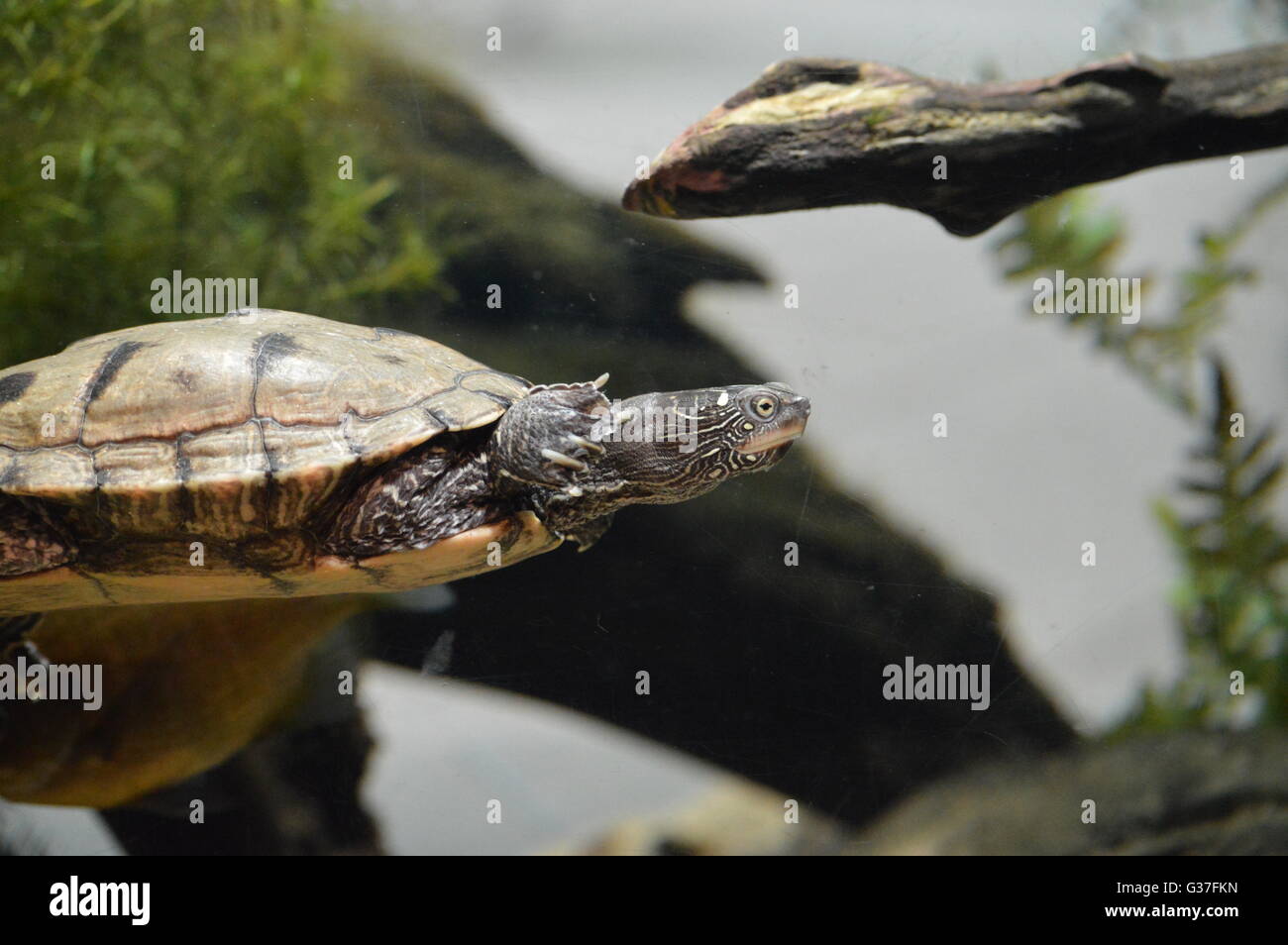 Painted turtle swimming underwater hi-res stock photography and images ...