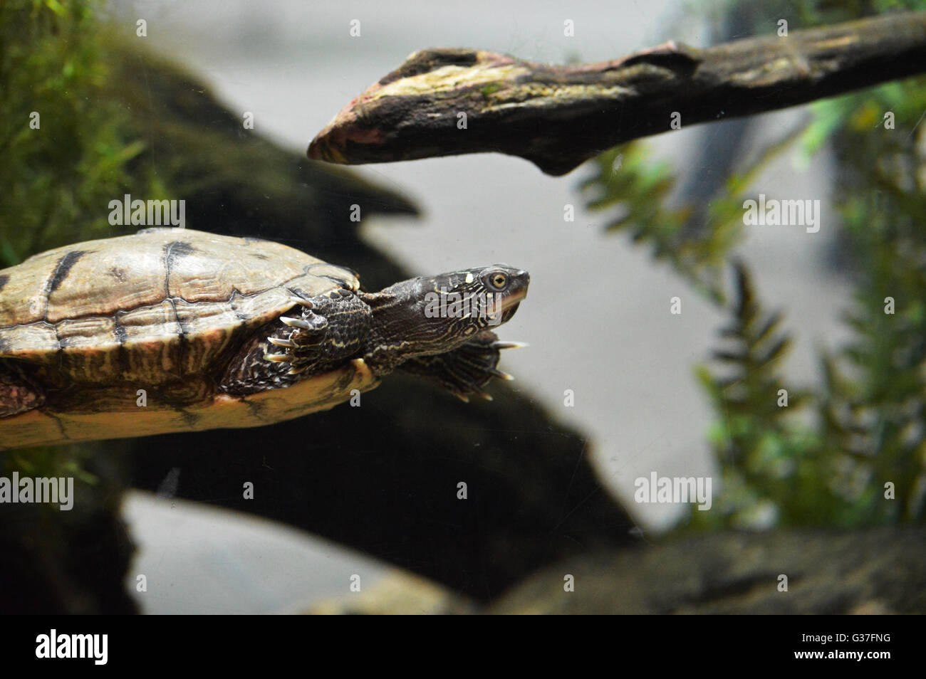 Painted turtle swimming underwater hi-res stock photography and images ...