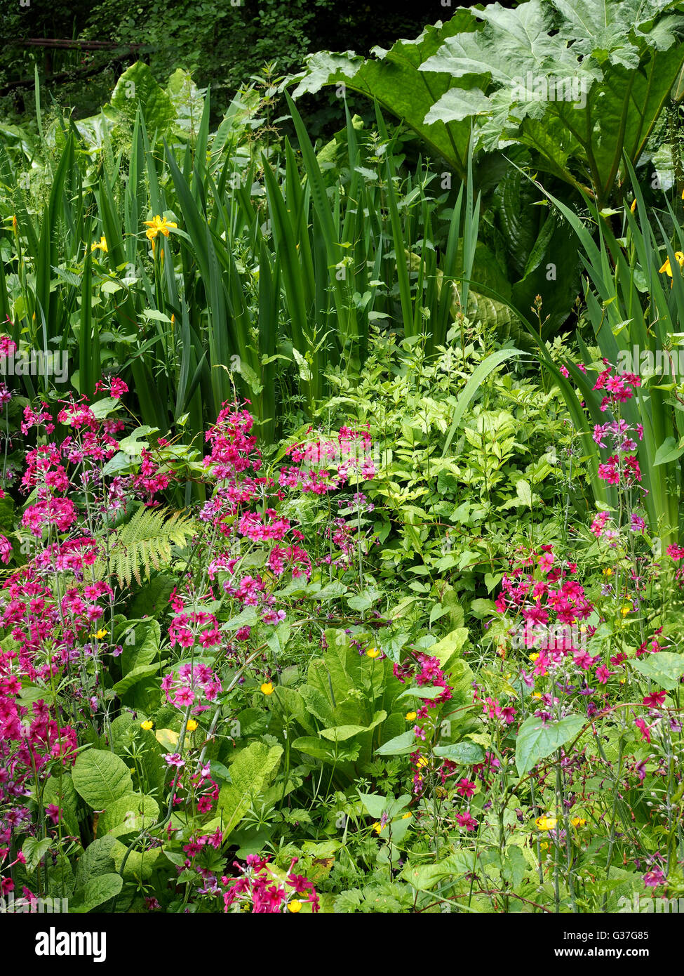 wetland garden in spring Stock Photo - Alamy