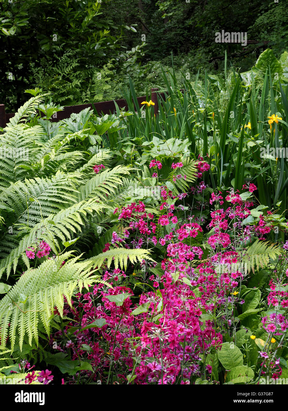 wetland garden in spring Stock Photo - Alamy