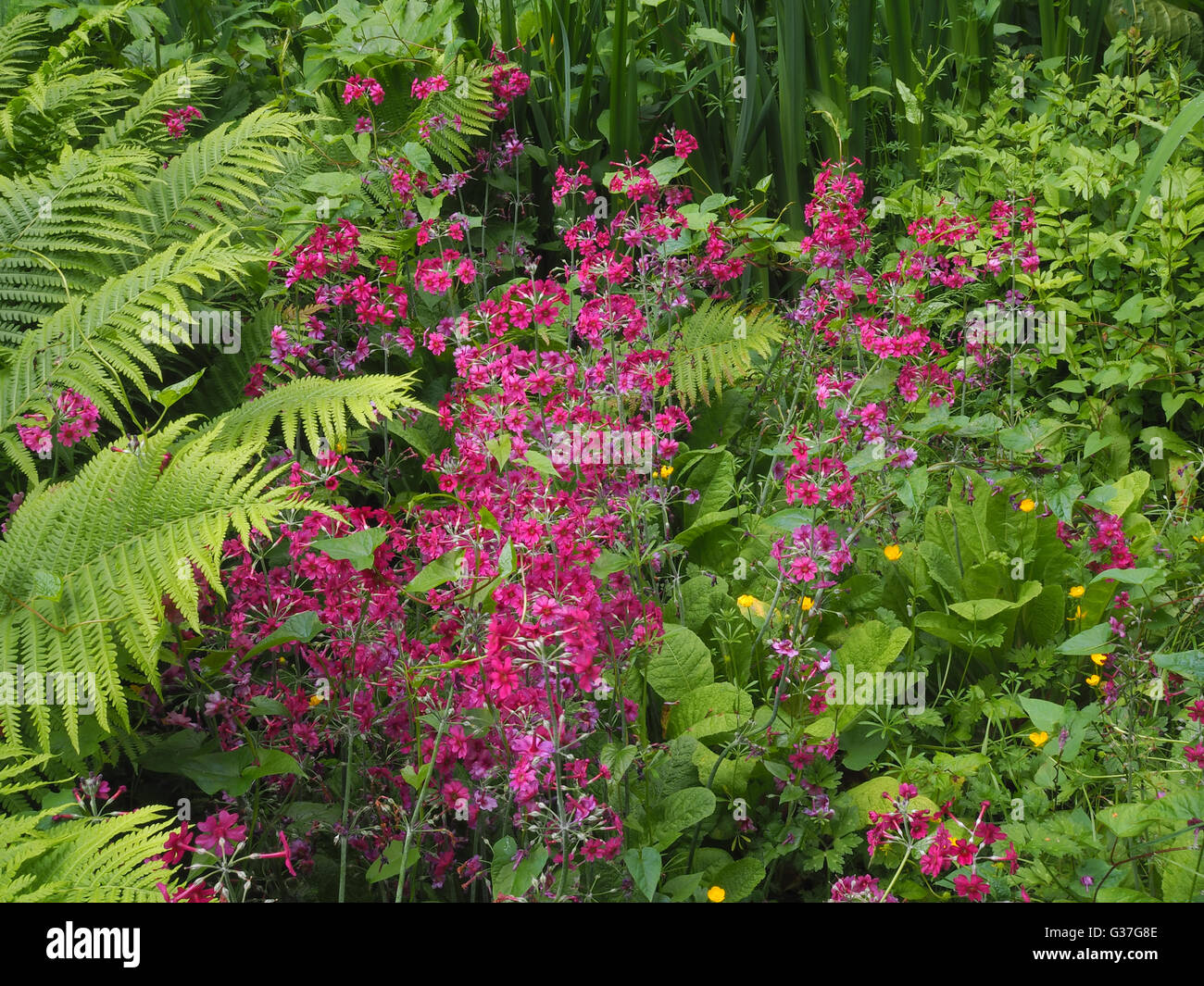 Wetland garden hi-res stock photography and images - Alamy