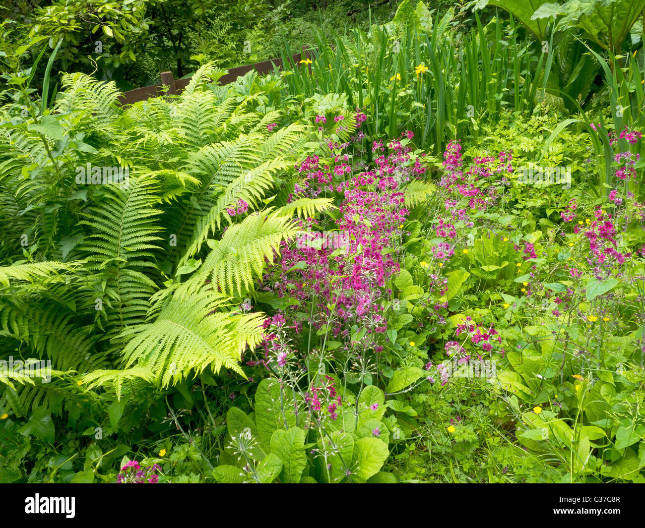 Wetland garden hi-res stock photography and images - Alamy