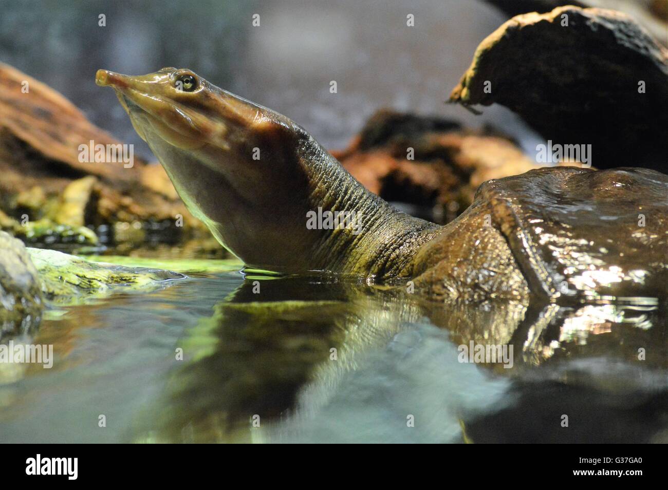 Turtle surfacing in the tank Stock Photo - Alamy