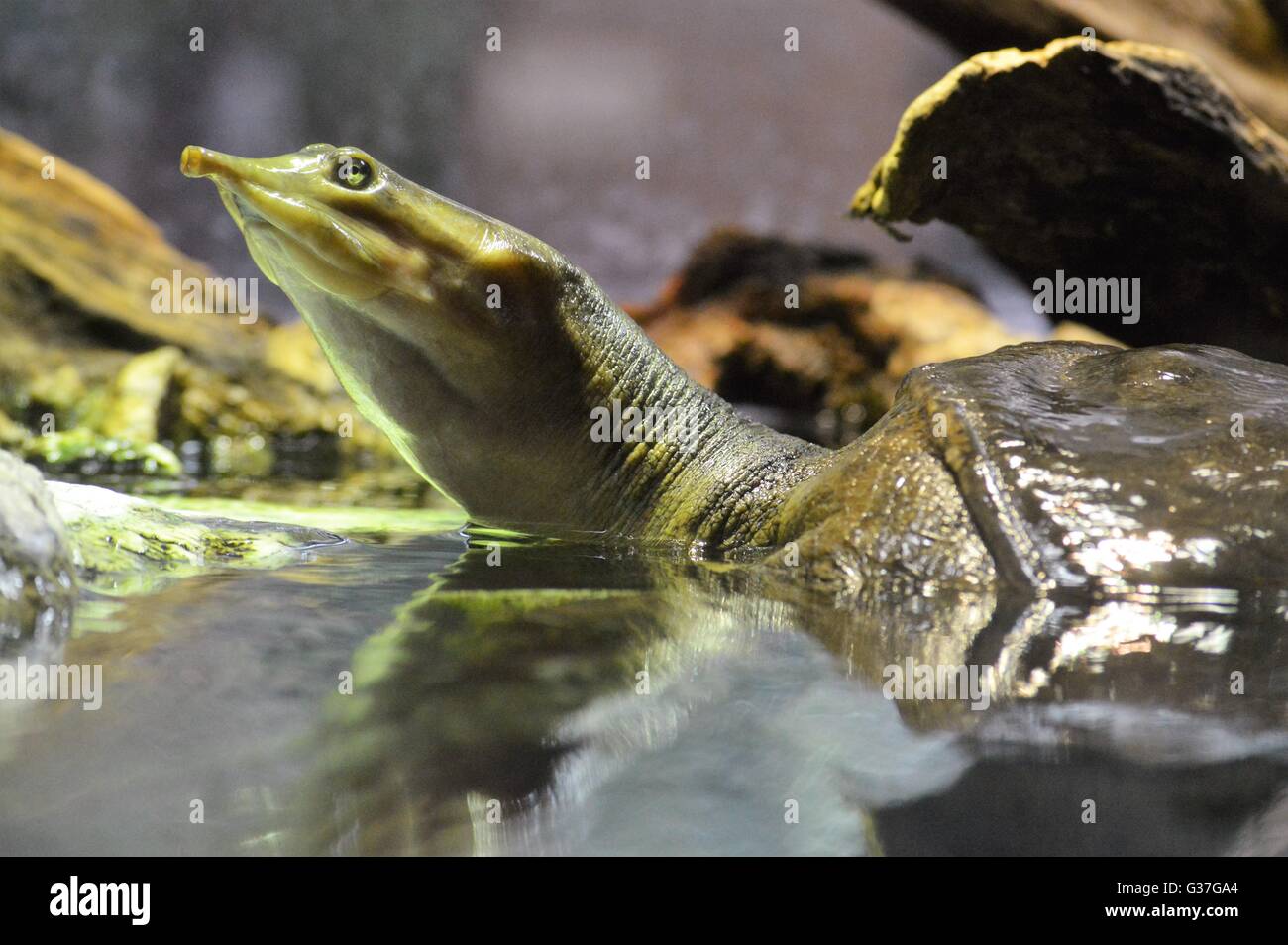 Turtle surfacing in the tank Stock Photo - Alamy