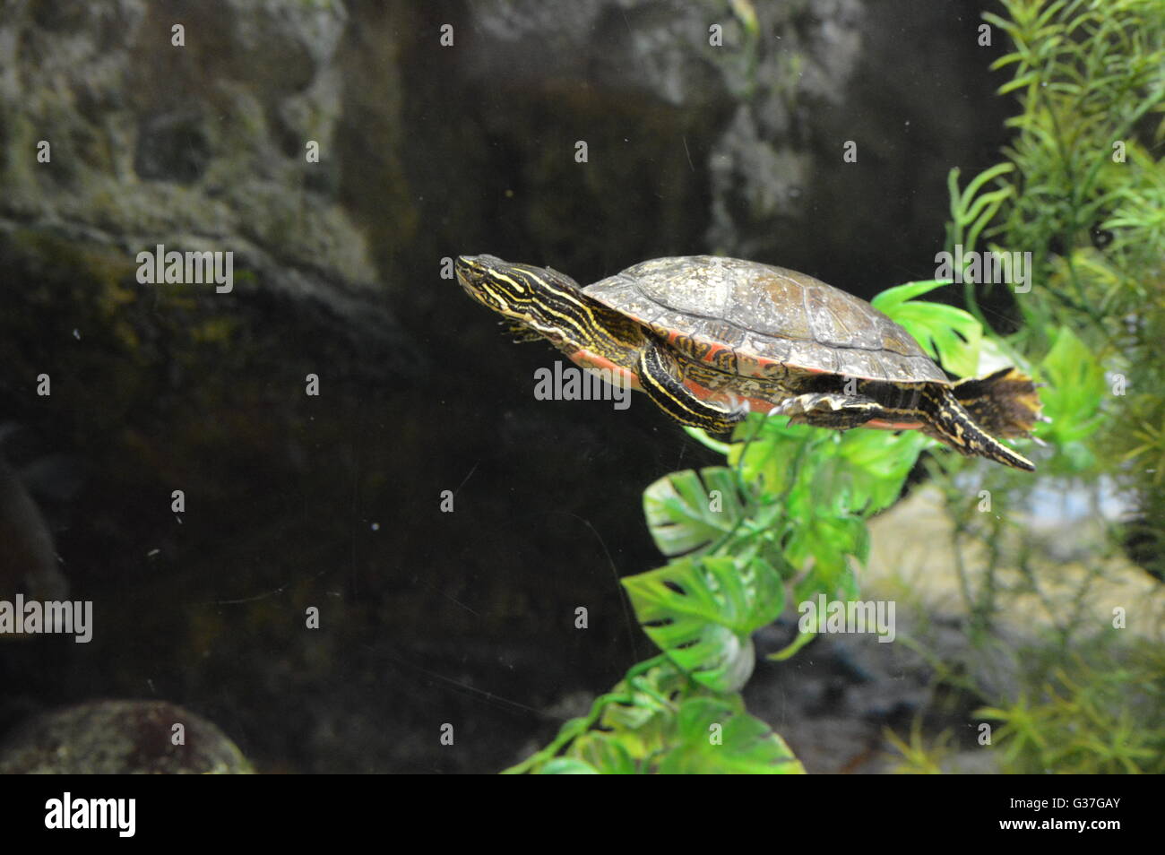 Painted turtle swimming underwater hi-res stock photography and images ...