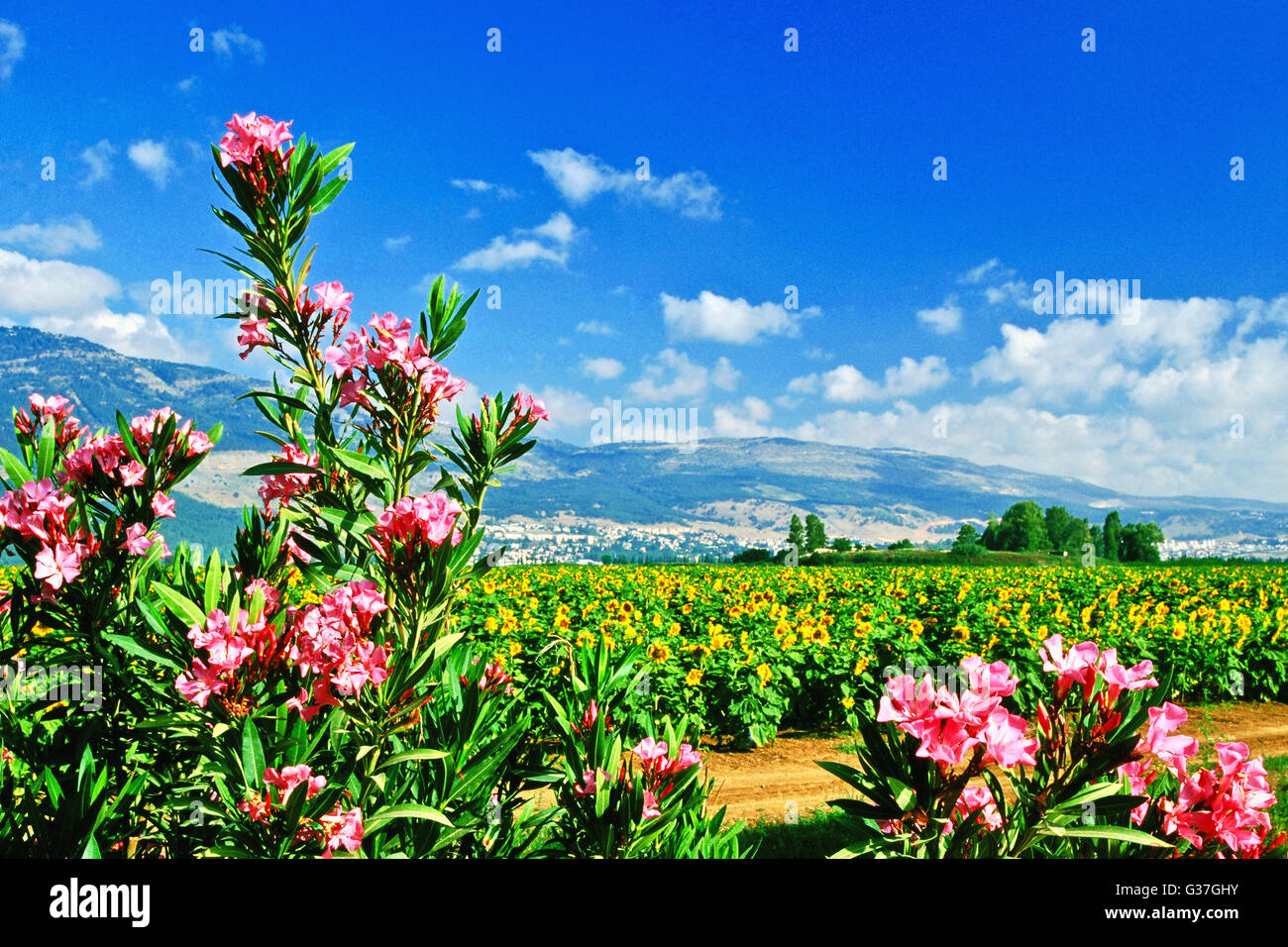The flowering land Stock Photo - Alamy
