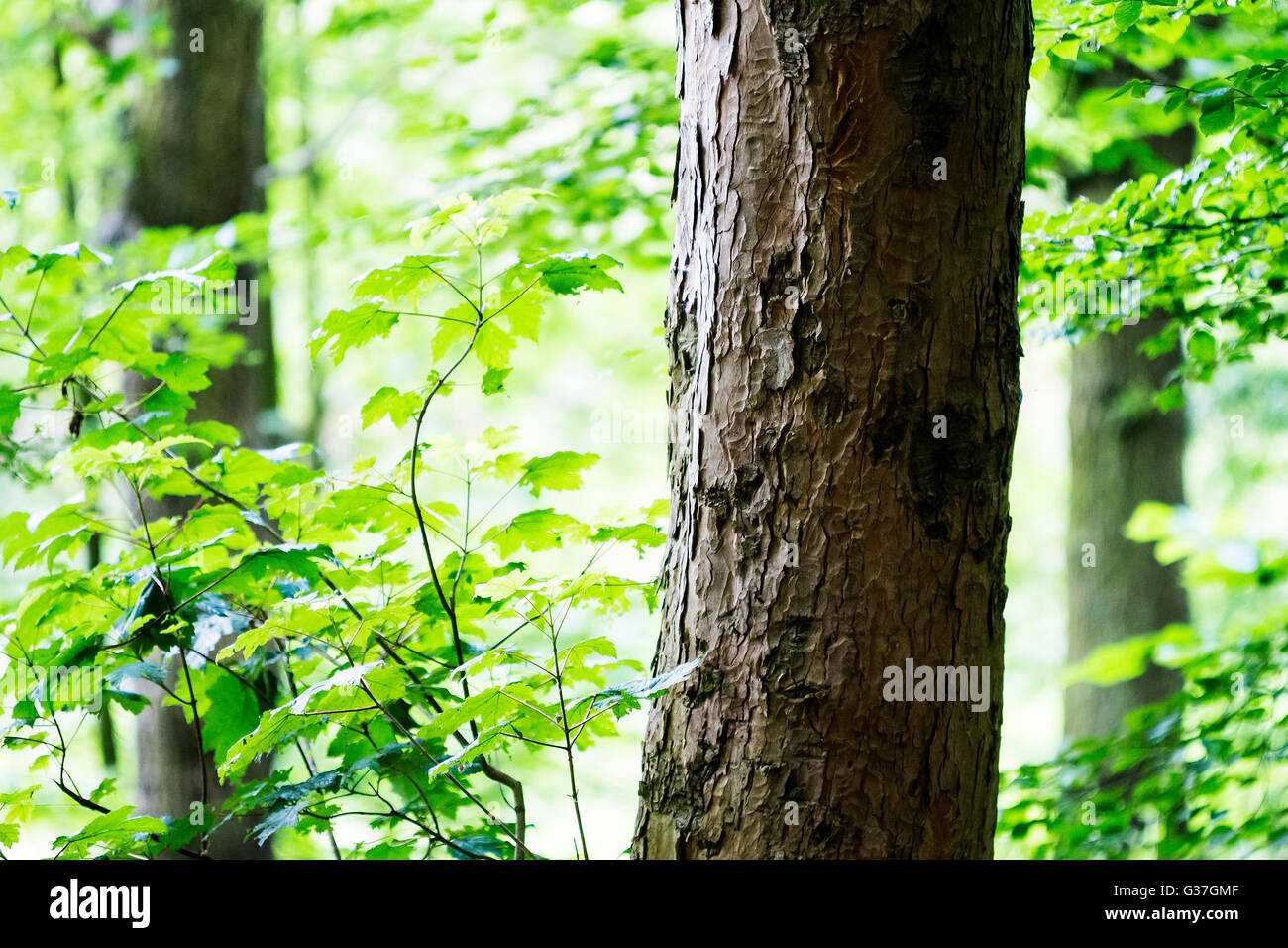 Close up of a Sycamore tree in a forest at Sankey Valley Park, Bewsey ...