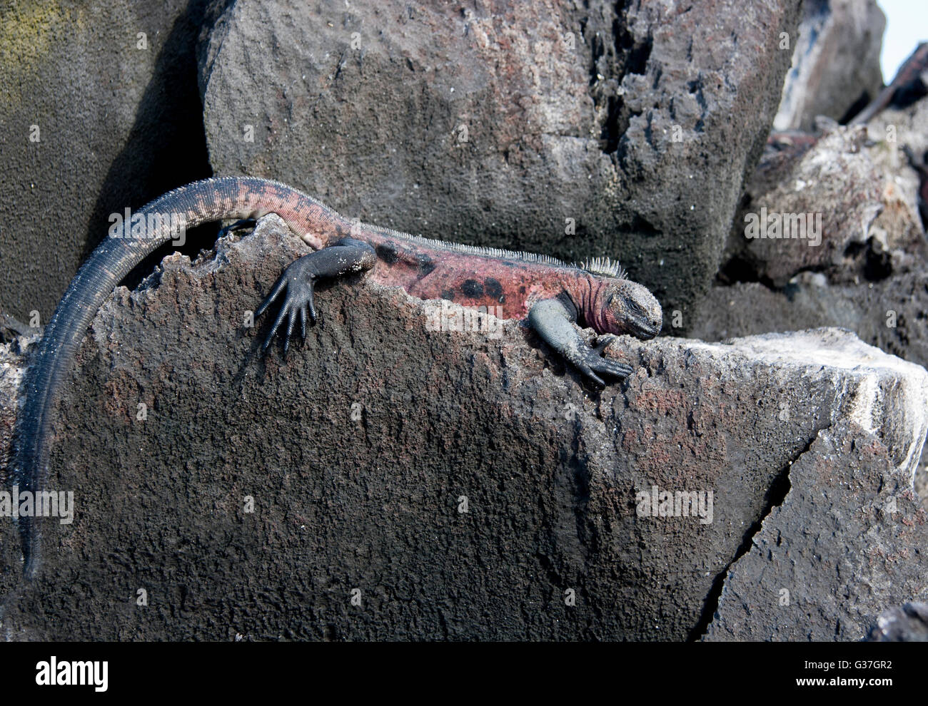 Iguana galapagos islands mangrove hi-res stock photography and images ...