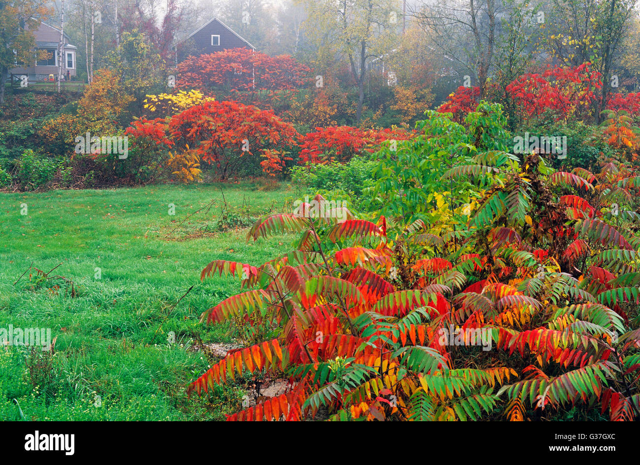 Colorful Red Sumac Shrubs, Maine, U.S.A Stock Photo - Alamy