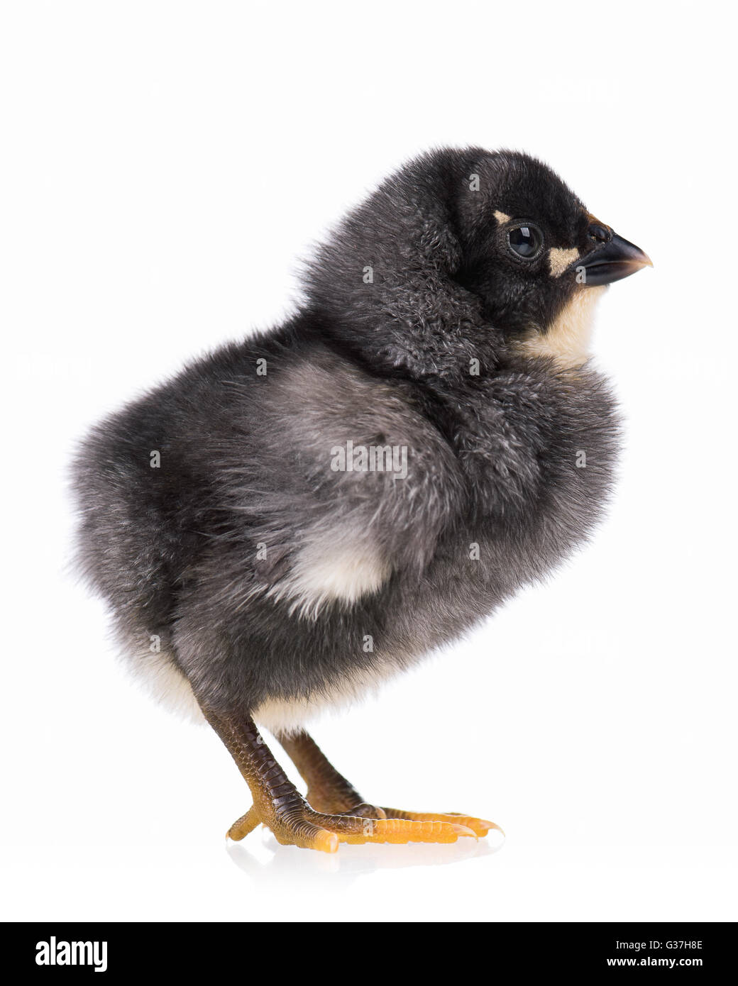 Black chicken isolated on white Stock Photo - Alamy