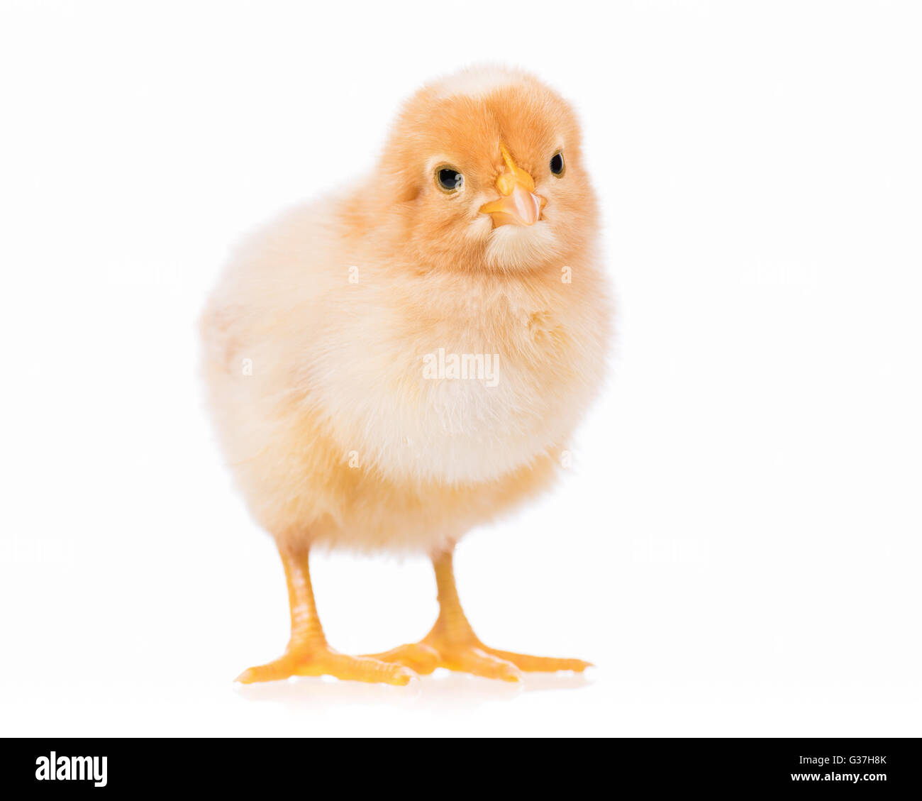Cute chicken isolated on white Stock Photo - Alamy