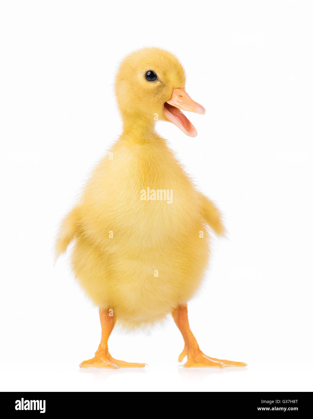 White sweet duck hi-res stock photography and images - Alamy