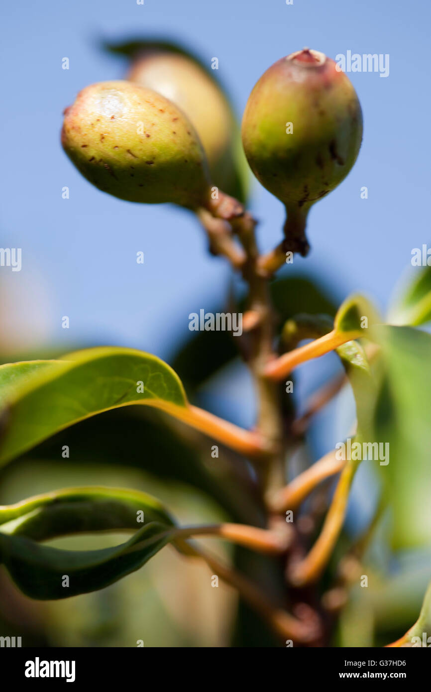 Flora of hawaiian islands hi-res stock photography and images - Alamy