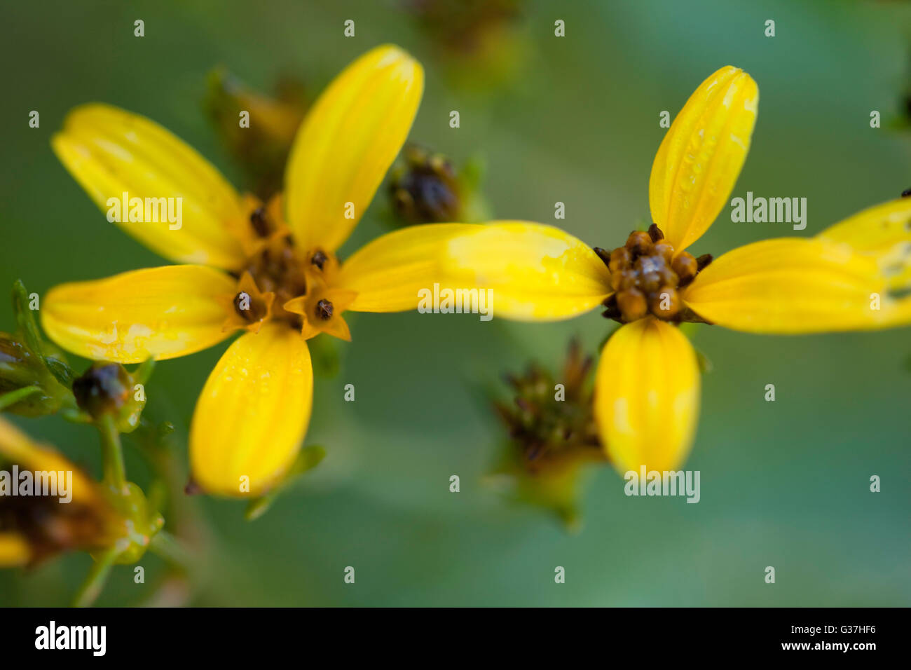 Hawaiian tropical dry forests hi-res stock photography and images - Alamy