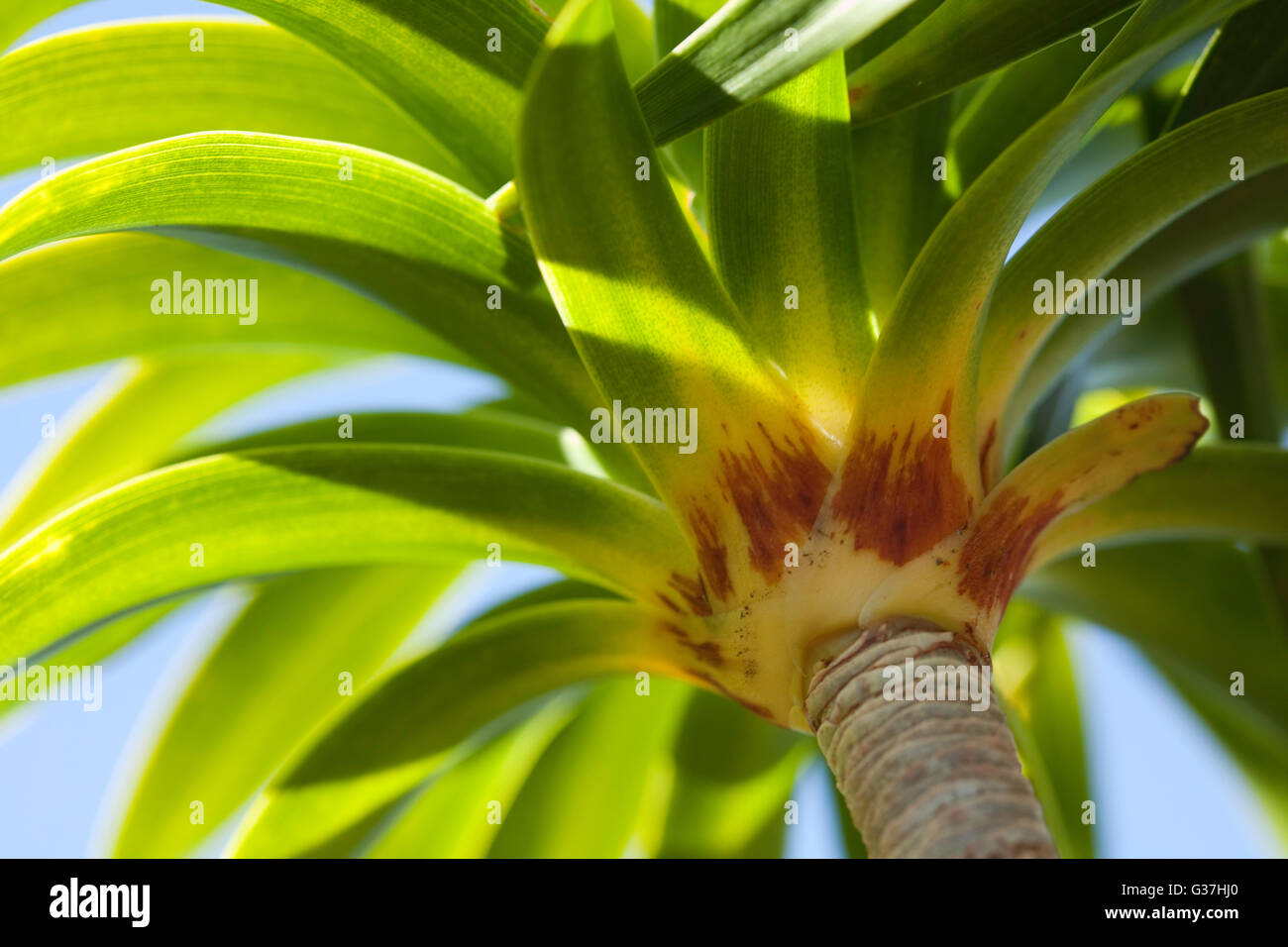 Mesic forests hi-res stock photography and images - Alamy