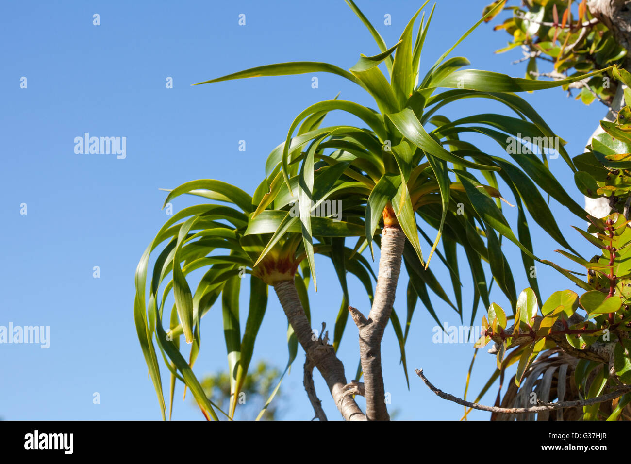Pleomele halapepe hi-res stock photography and images - Alamy