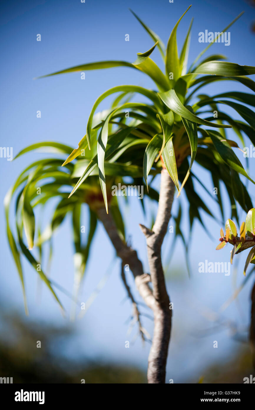 Halapepe, Pleomele auwahiensis, Endemic to main islands in dry to mesic ...
