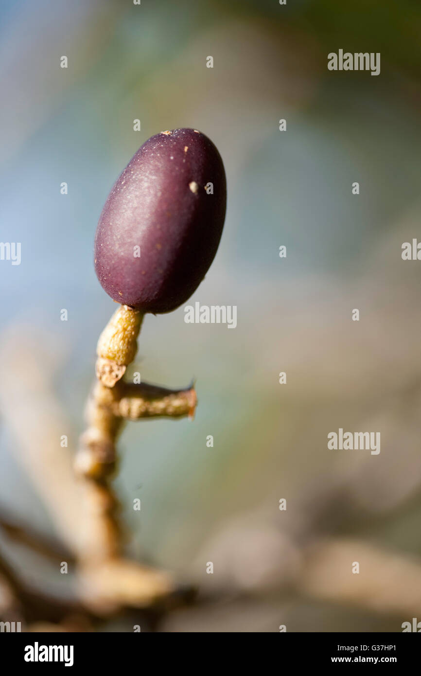 Flora of hawaiian islands hi-res stock photography and images - Alamy