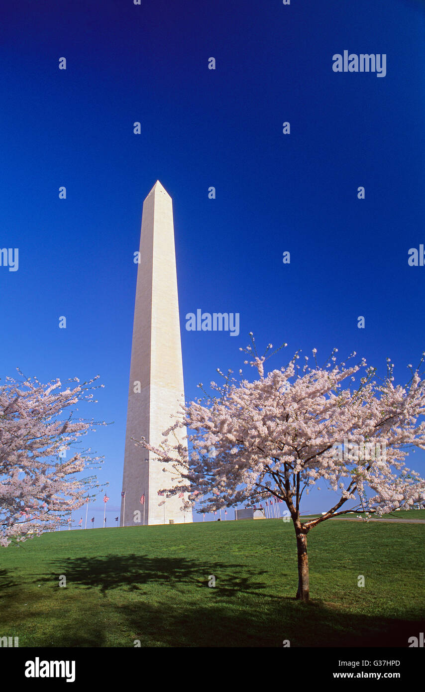 George washington cherry tree hi-res stock photography and images - Alamy