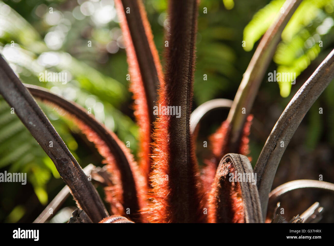 Hapu`u, tree fern, Cibotium menziesii, endemic to main islands, wet to ...