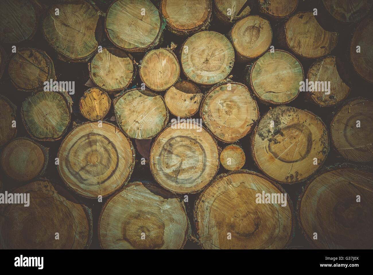 Raw Wood Logs Background. Lumber Works Photo Backdrop Stock Photo - Alamy
