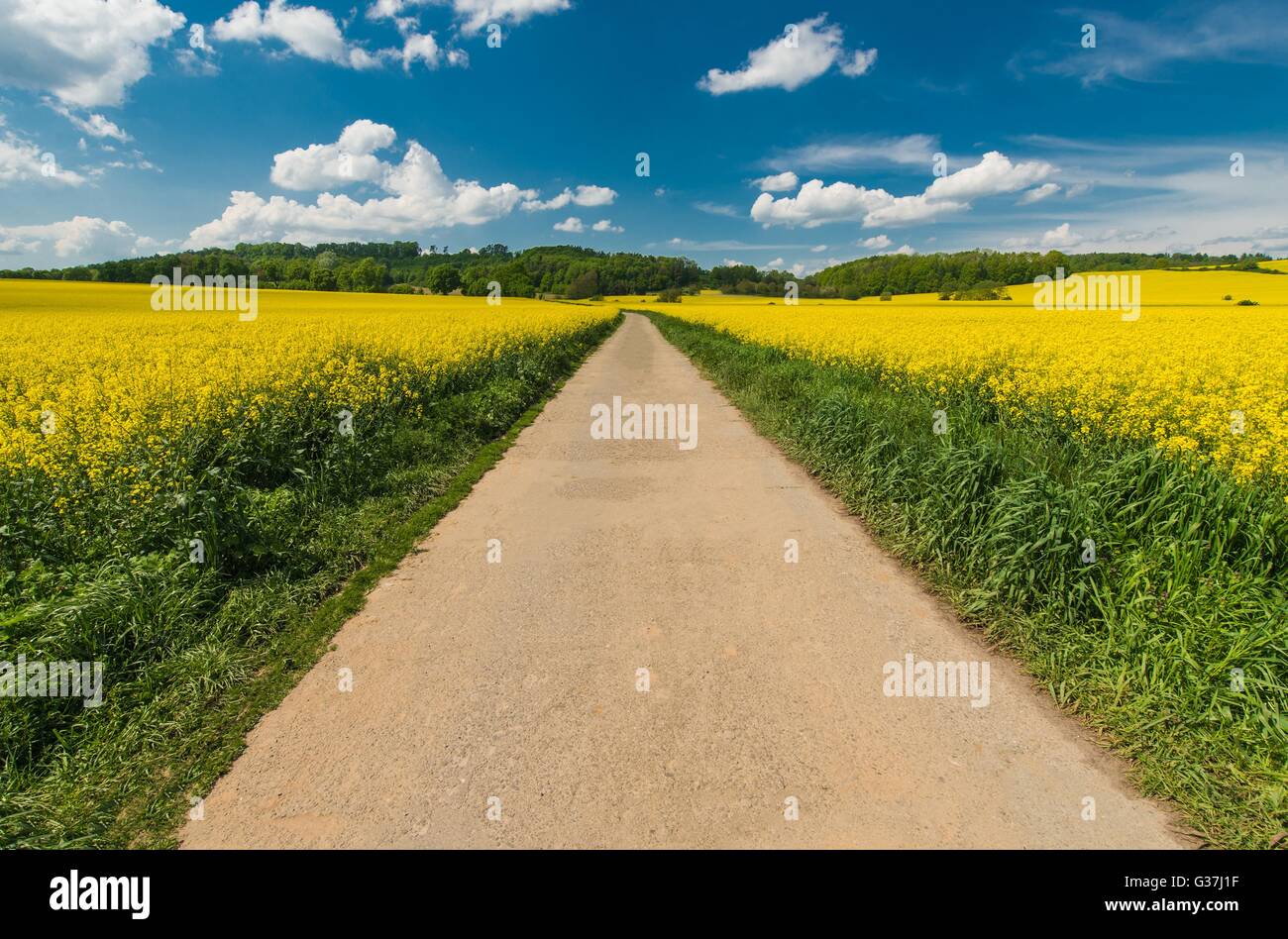 Scenic Summer Road Through the Yellow Flowering Rapeseed Fields Stock ...