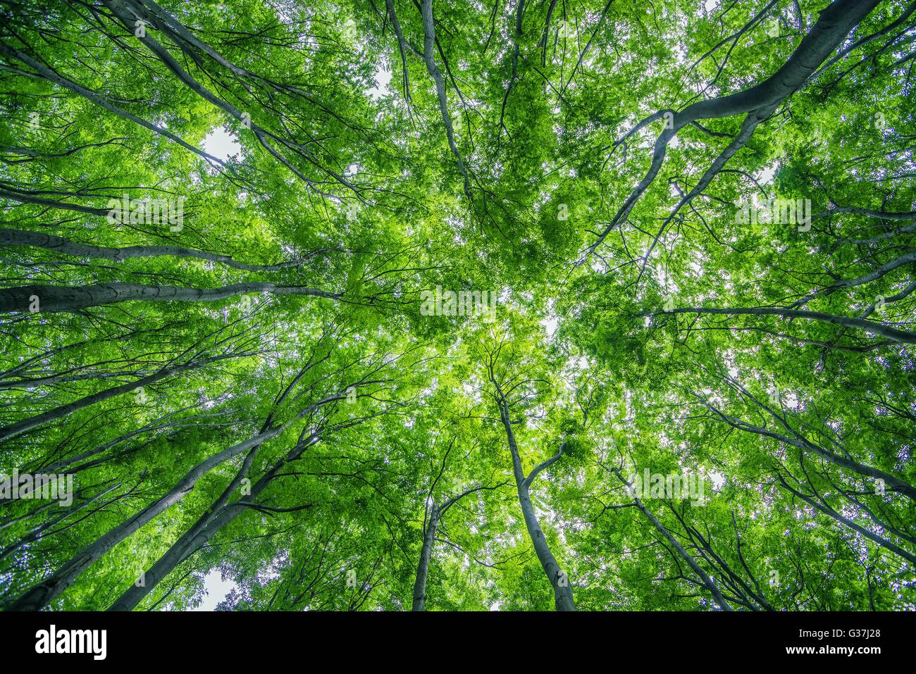 Summer Forest Canopy Nature Photo Background. Forestry Stock Photo - Alamy