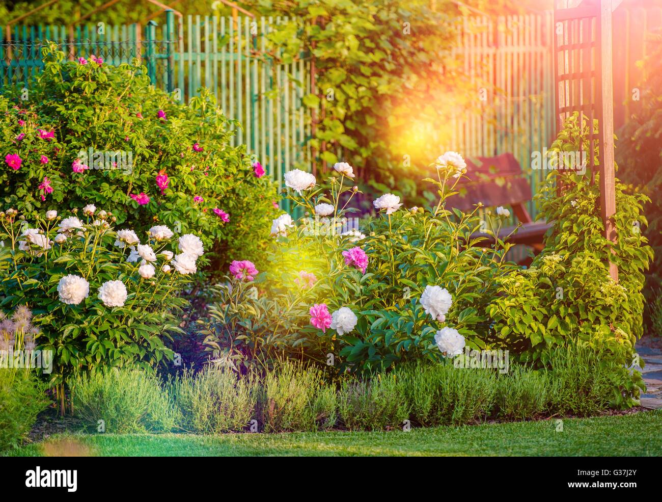 Sunny Flowering Backyard Garden. Summer Garden Flowers Stock Photo - Alamy
