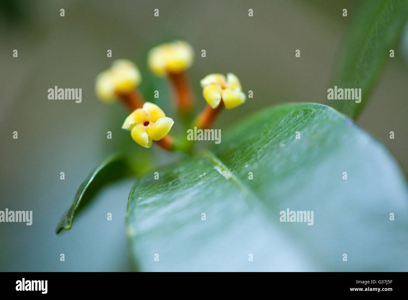 Maile lau li`i flowers, Alyxia oliviformis, endemic to main islands in ...