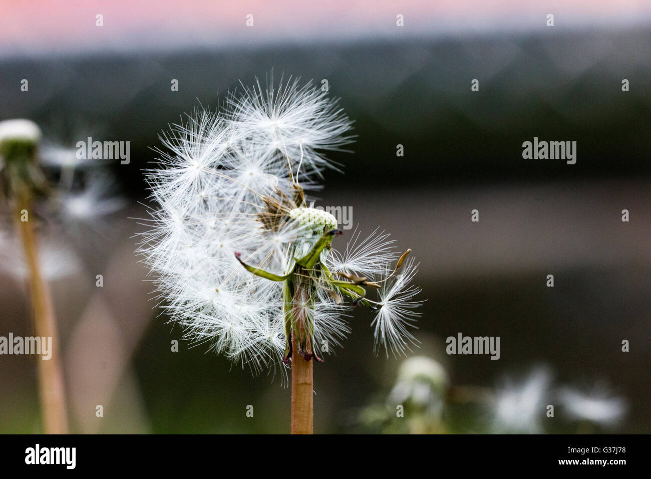 Dandelion spreading it's seeds Stock Photo - Alamy
