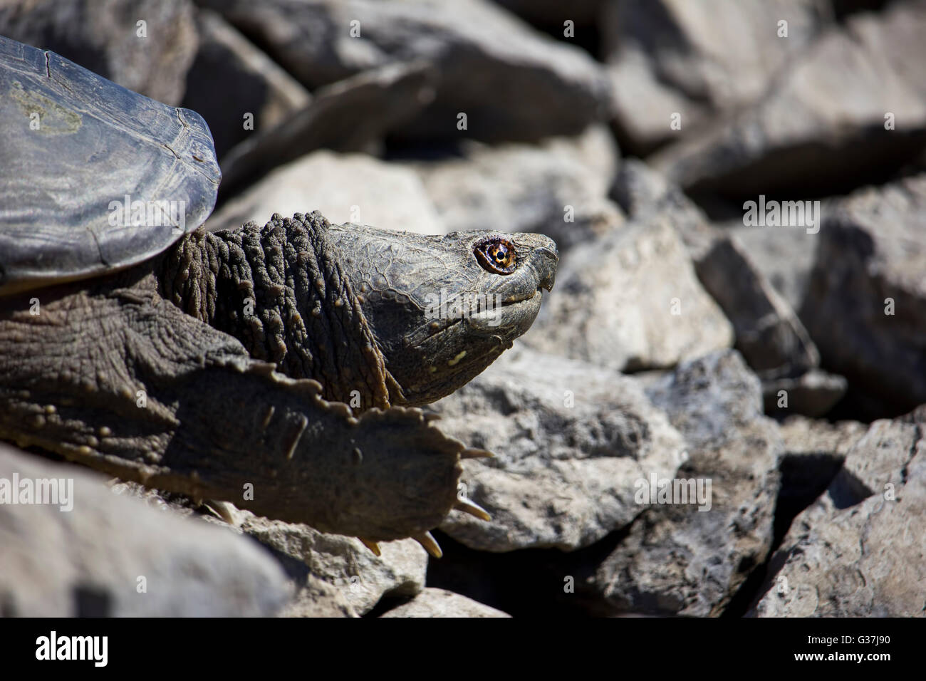 Freshwater snapping turtle walking towards a lake Stock Photo - Alamy