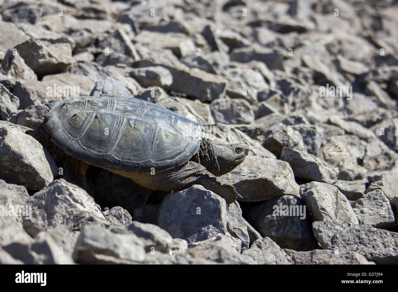 Freshwater snapping turtle walking towards a lake Stock Photo - Alamy
