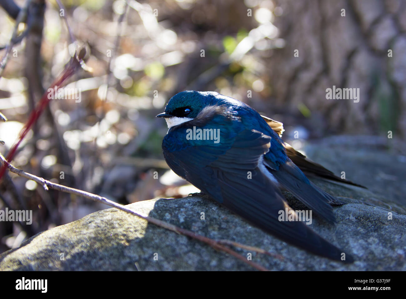 Swallow at rest hi-res stock photography and images - Alamy
