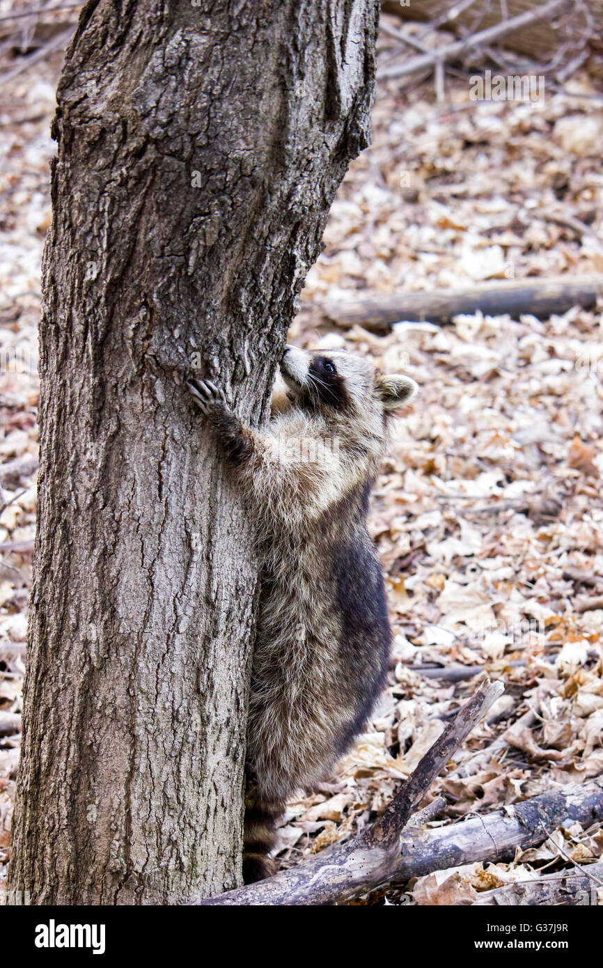 Raccoon climbing a tree Stock Photo - Alamy