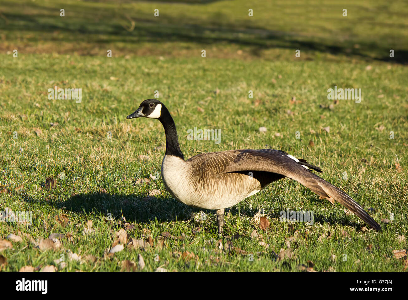 Goose stretching hi-res stock photography and images - Alamy
