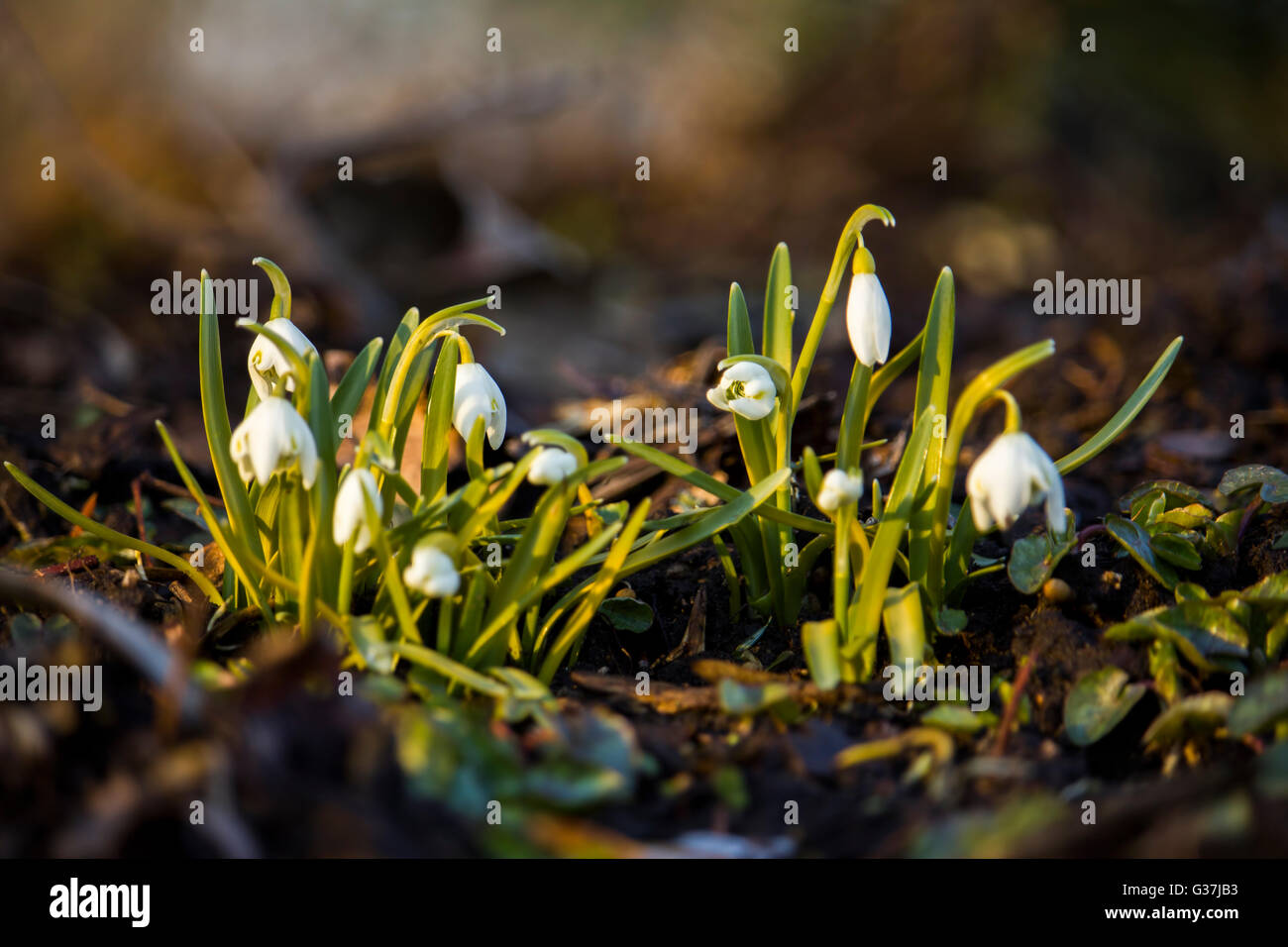 Early flower hi-res stock photography and images - Alamy